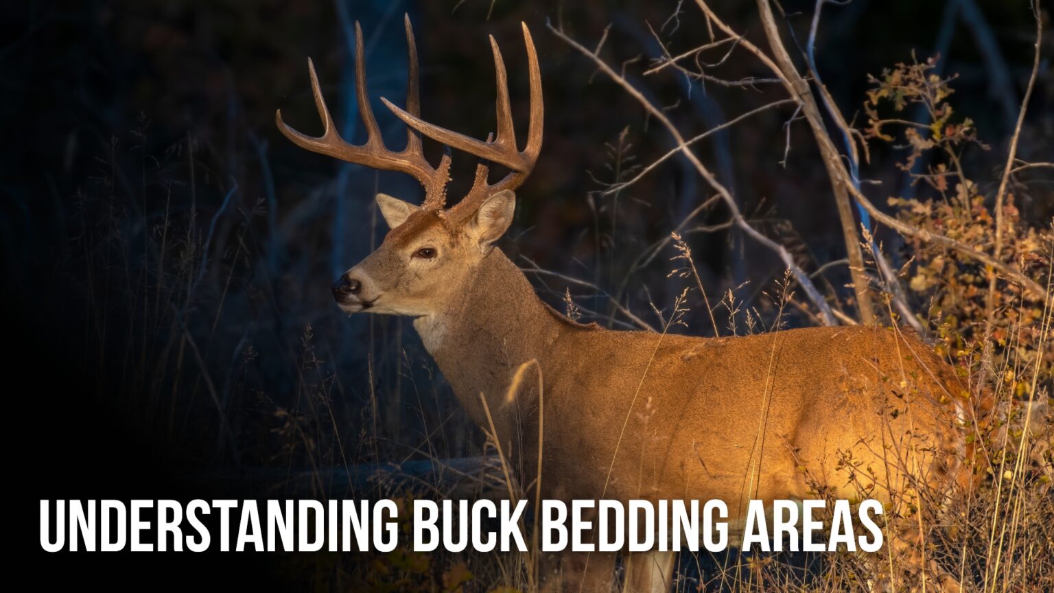 Understanding Buck Bedding Areas – HuntBetter