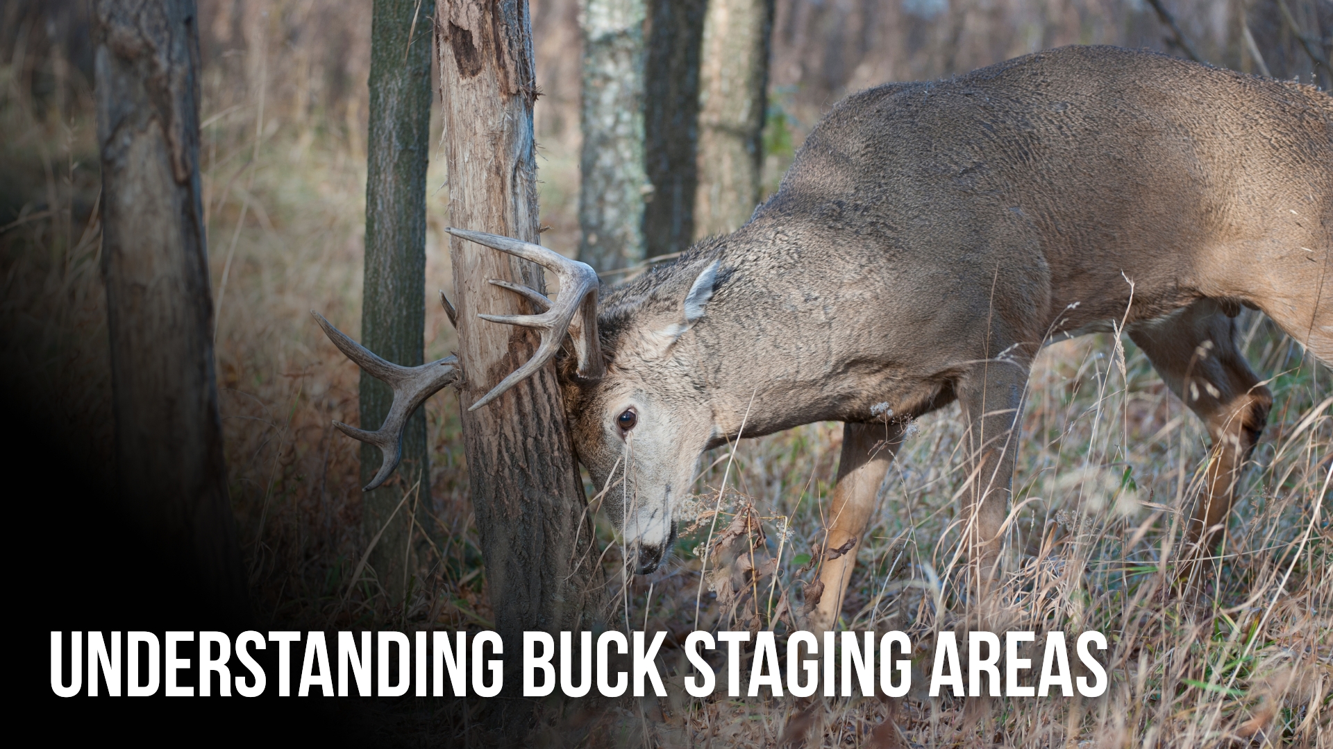 Understanding Buck Staging Areas – HuntBetter